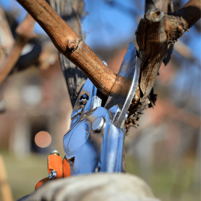 Conselhos para podar – quando e como… - Carril.pt